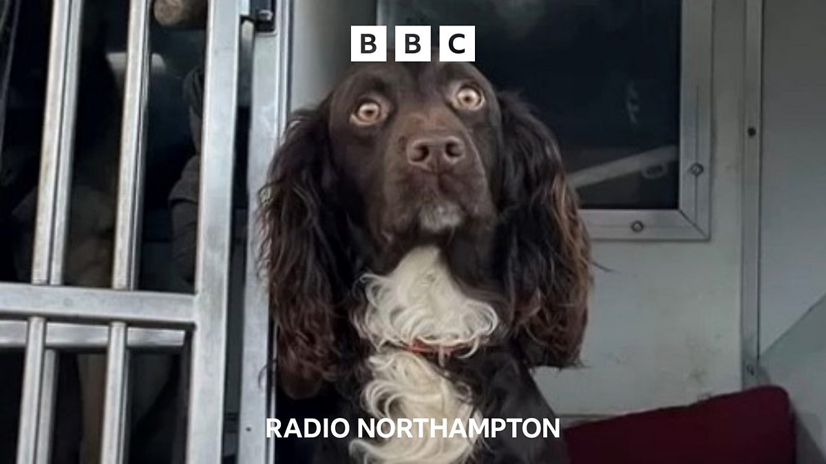 BBC Radio Northampton - Northamptonshire's Dogs with Jobs, Socks the ...