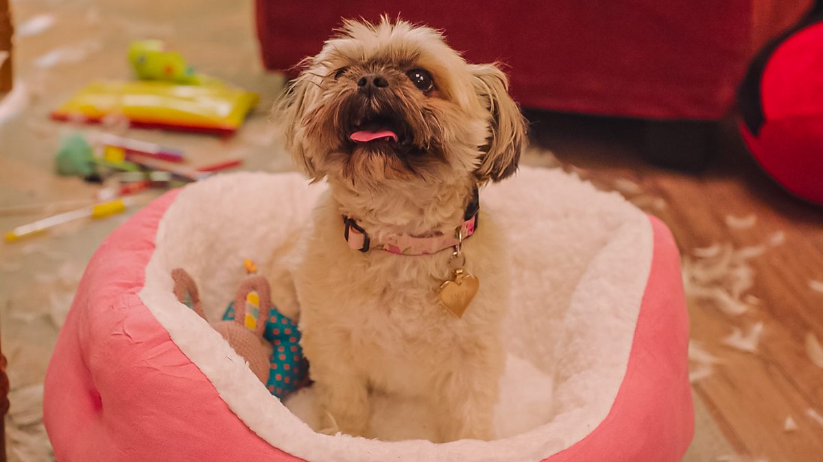 Biff and Chip - Series 2: 3. Floppys Play Date - BBC iPlayer