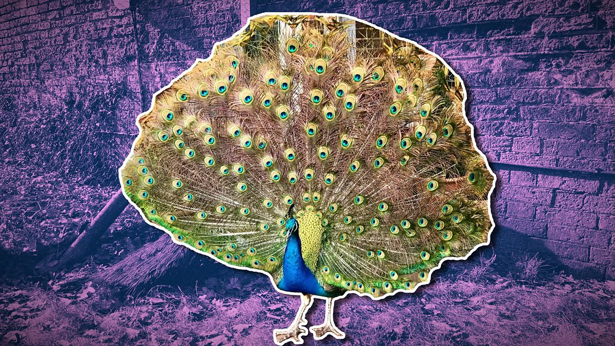 BBC Radio Derby - Andy Twigge, “This is no ordinary love story”