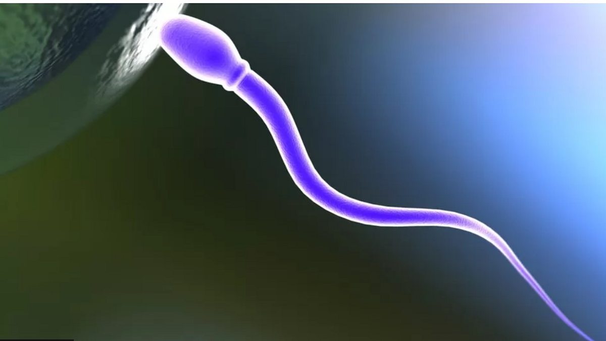 BBC World Service - Newsday, Male mice contraceptive could be trialled ...