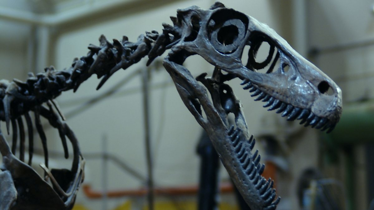 BBC Radio Northampton - Bernie Keith, Chatting dinosaurs with ...