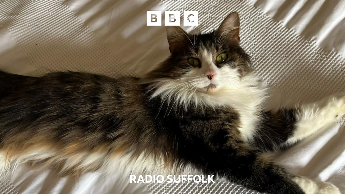 BBC Radio Suffolk - Luke Deal, Cat owner celebrating after being ...
