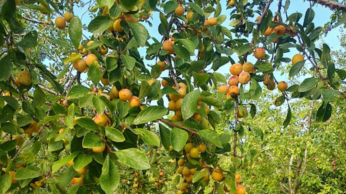BBC Radio Sheffield - The Grow Show, Sheffield Fruit Trees