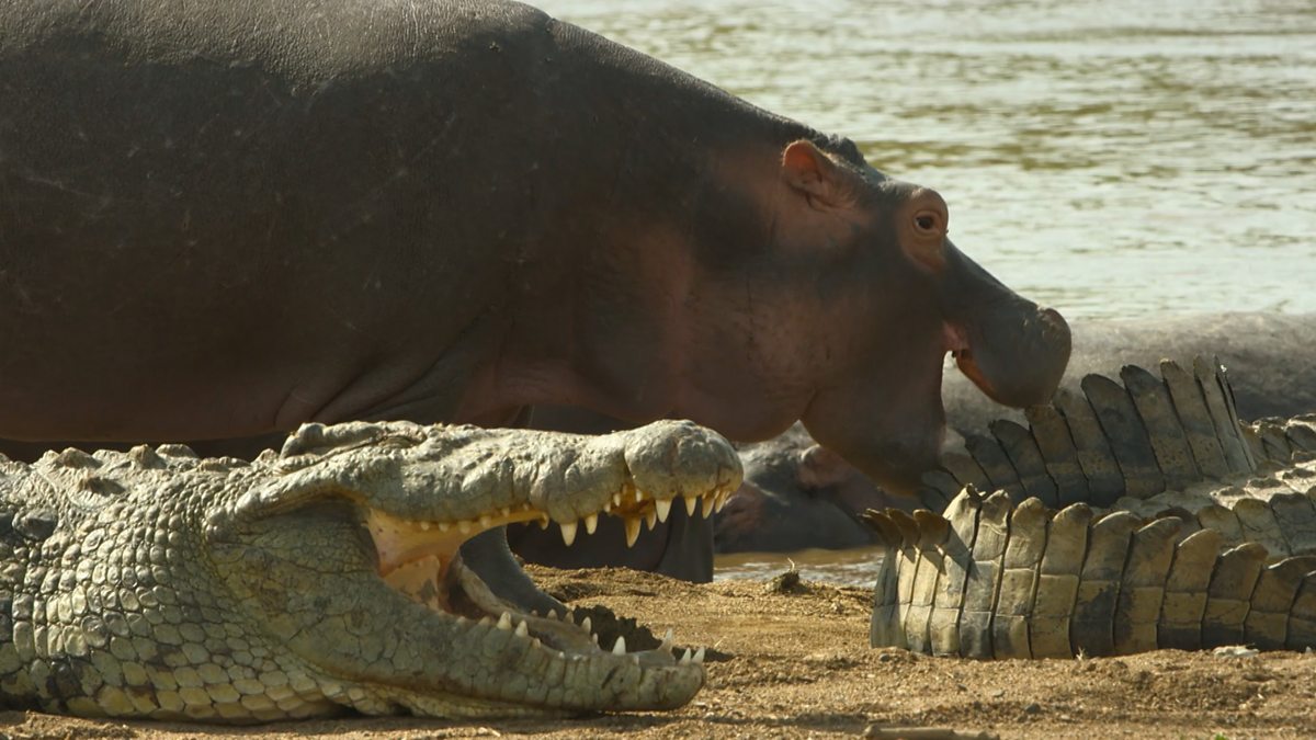 BBC One - Serengeti, Series 3, Restoration, The hippos brave the ...