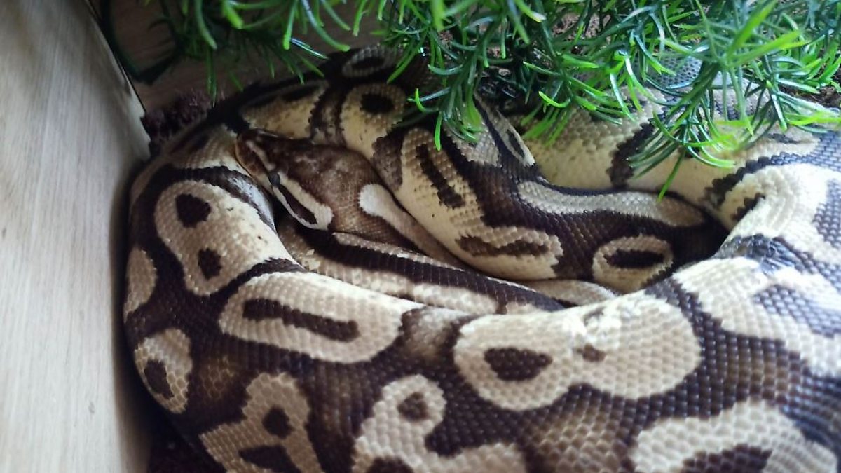 BBC Radio Cambridgeshire - Lou Hulland, 24/02/2023, Python missing near Ely