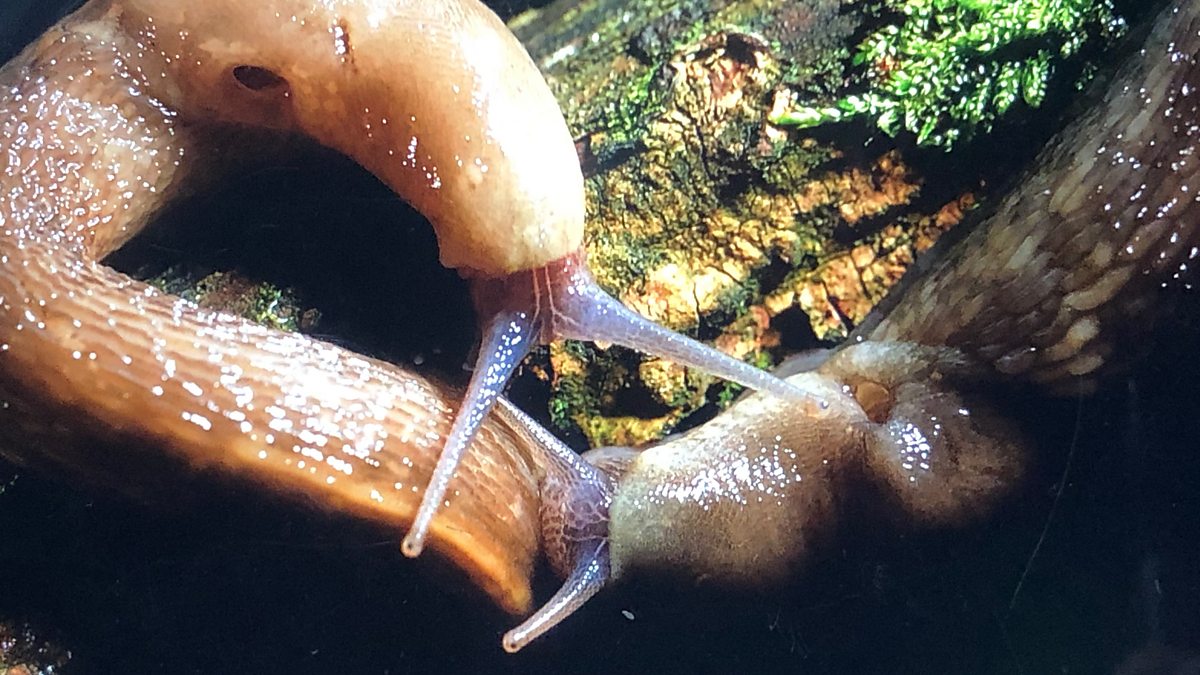 BBC One - Wild Isles - A twelve-inch slug and the weirdest mating ...