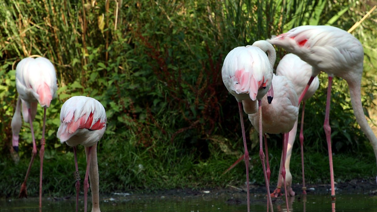 BBC Three Counties Radio - Andy Collins, The flamingoes are missing again, Where are the Luton ...