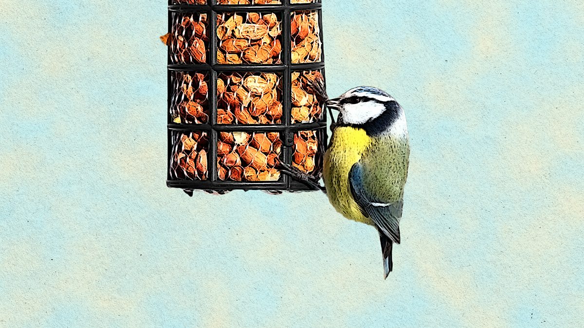 BBC World Service - The Food Chain, The joy of feeding birds