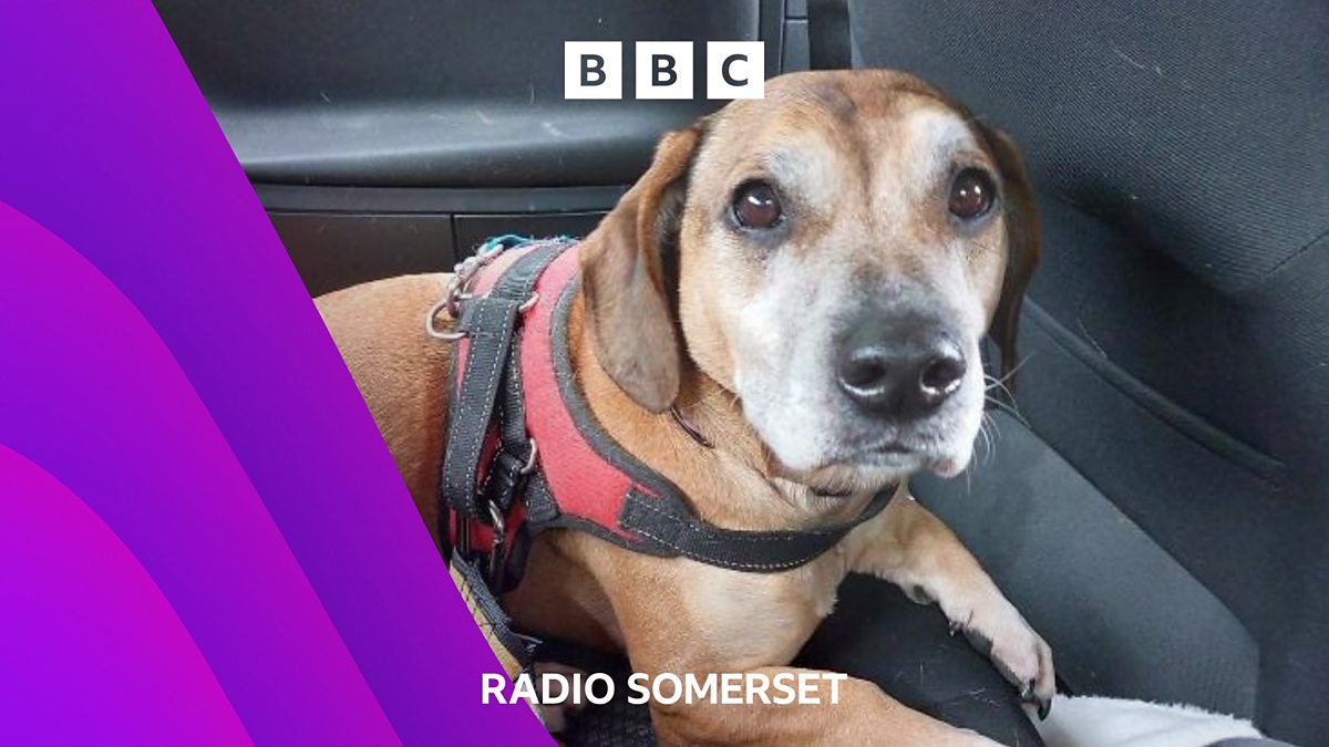 BBC Radio Somerset - BBC Radio Somerset, Britain's 'loneliest' dog seeks Somerset forever home
