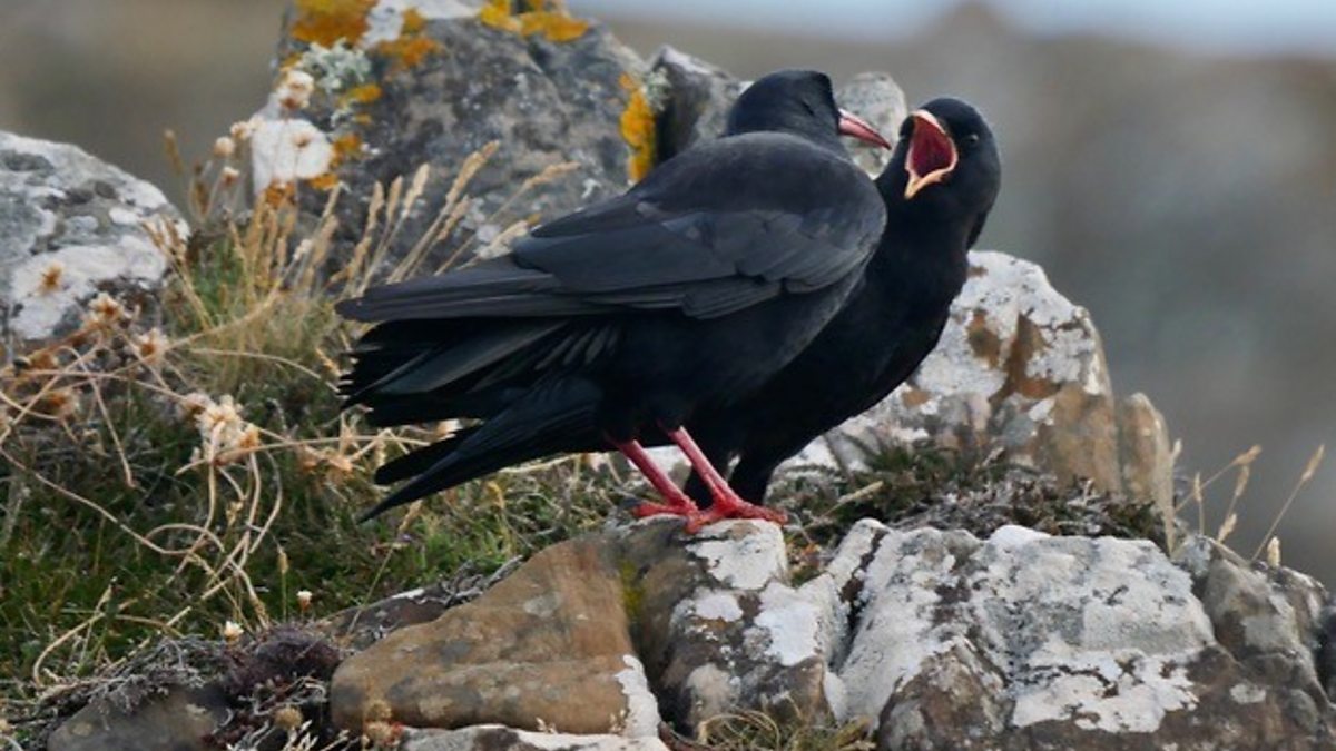 BBC Radio Cornwall - James Churchfield, The red-legged digger thriving ...