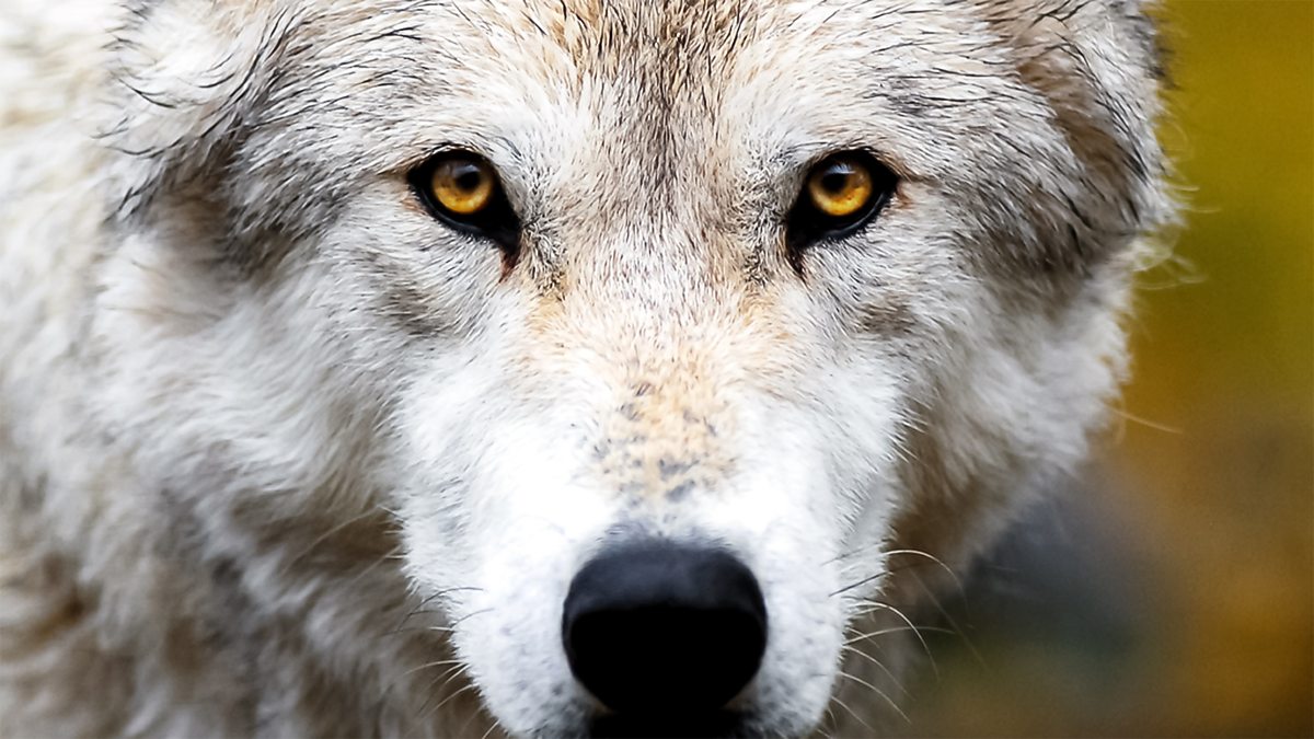 BBC One - Land of the Lost Wolves