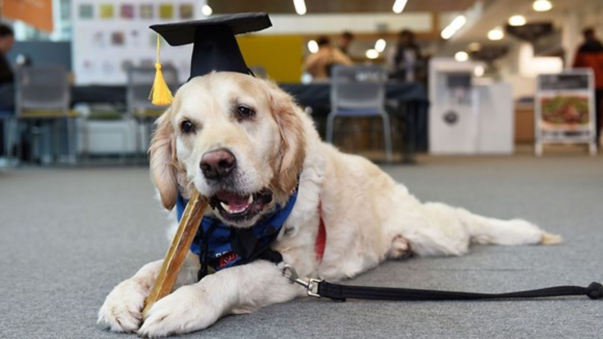 BBC Radio Tees - Gary Philipson, Brengle the Therapy Dog receives an ...