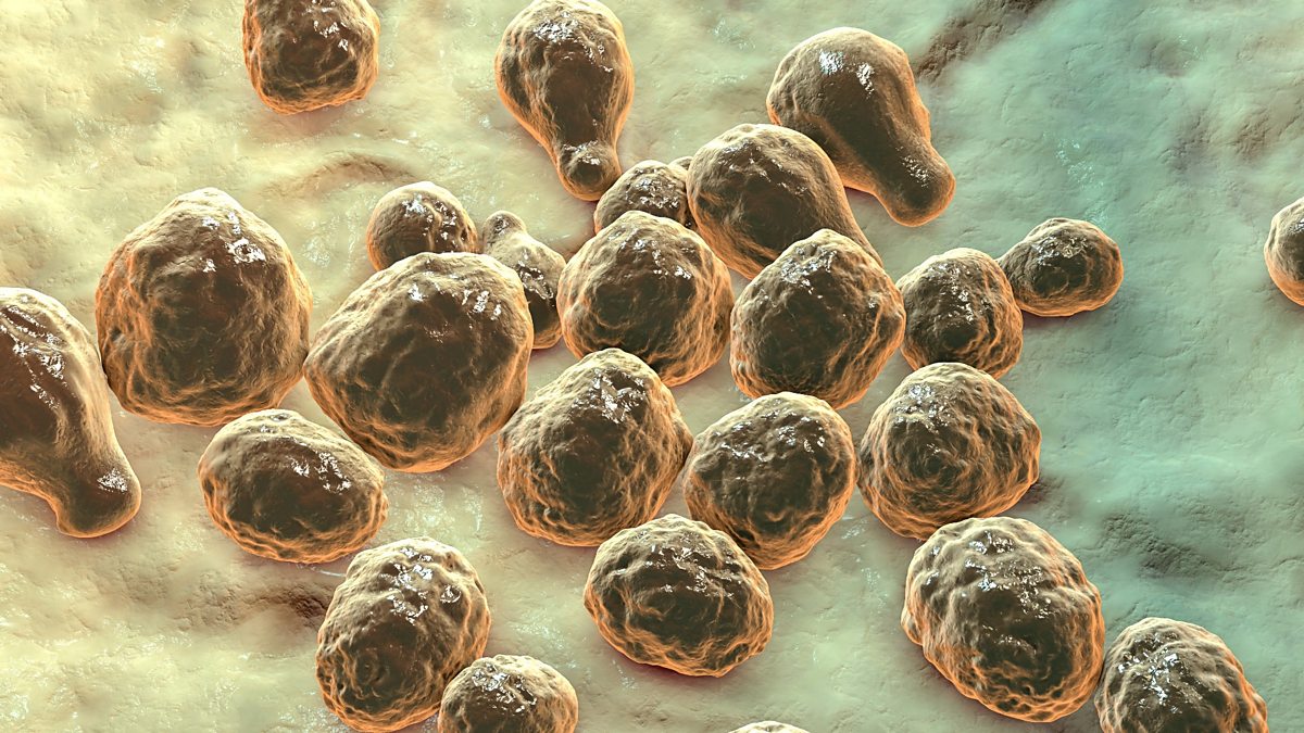 BBC World Service - More or Less, Do fungi kill three times as many ...