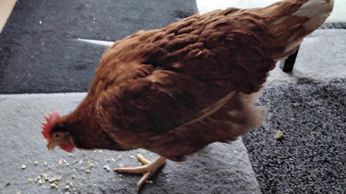 BBC Radio Devon - Pippa Quelch, 16/03/2023, The rescue hen named after ...