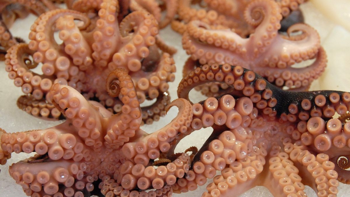 BBC World Service - Newshour, Should the world's first octopus farm go ...