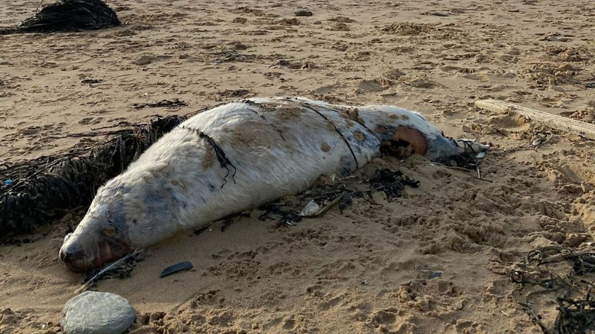 BBC Radio Cornwall - James Dundon, 18/03/2023, Avian Flu discovered in ...