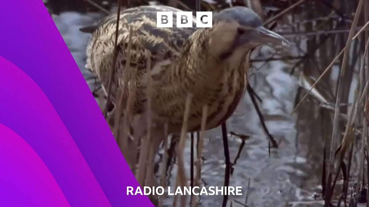 BBC Radio Lancashire - BBC Radio Lancashire, Bitterns booming in north ...