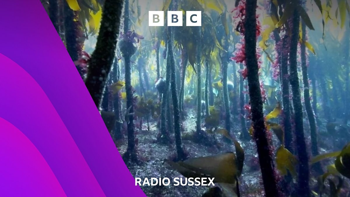 BBC Radio Sussex - BBC Radio Sussex, The forest under the Sussex sea