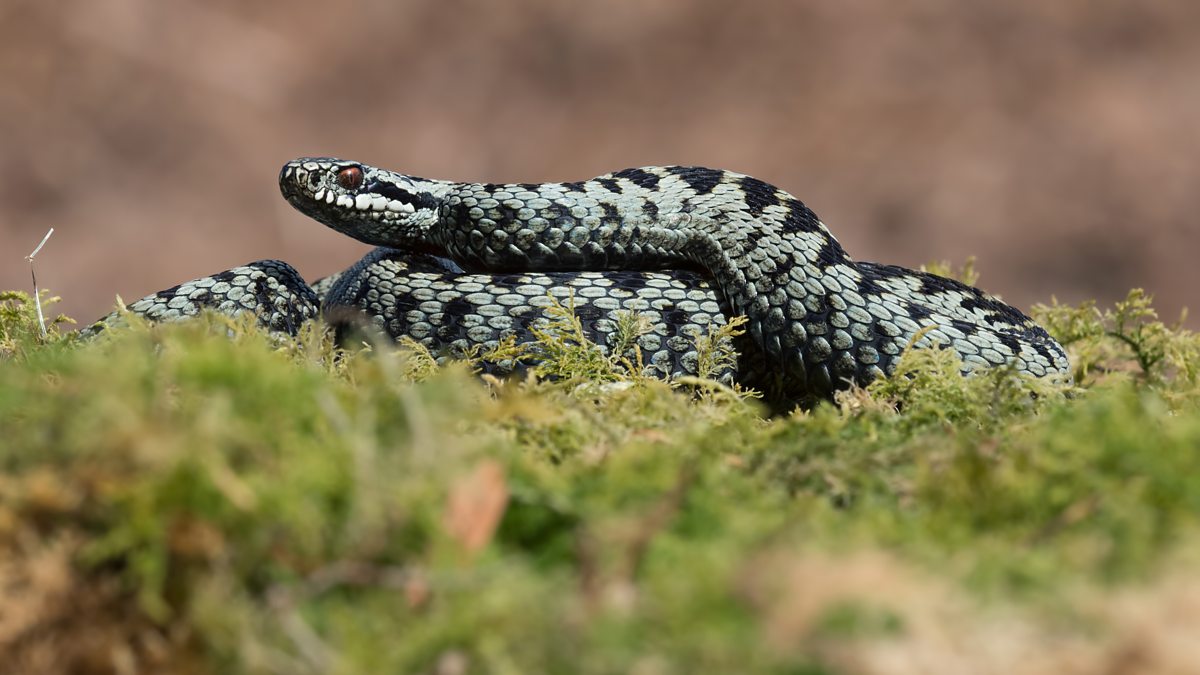 BBC Scotland - BBC Scotland - Is demand for snake selfies putting adder ...