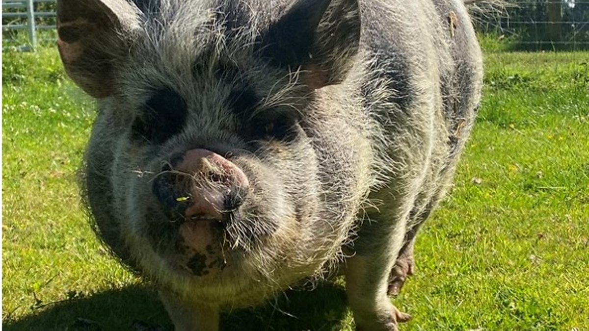 BBC Hereford & Worcester - Elliott Webb, 'Barbaric' Herefordshire pig ...
