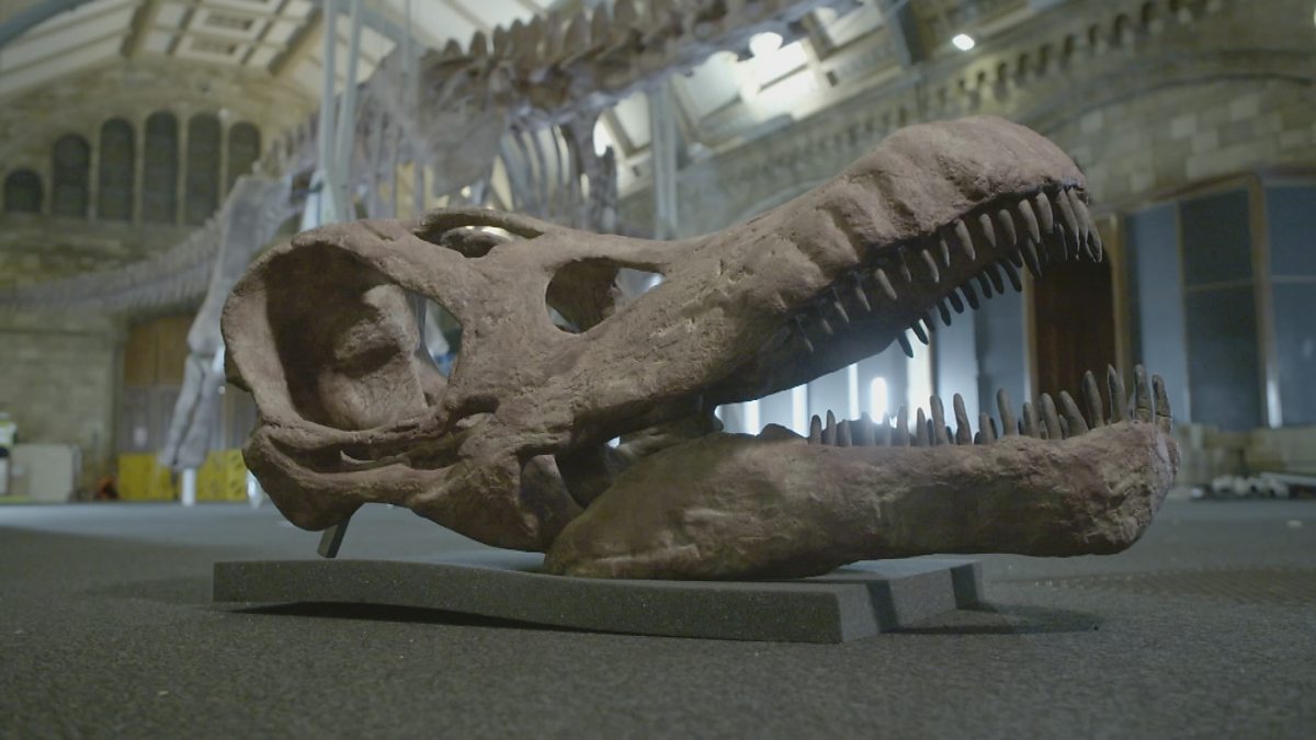 BBC One - The One Show, Titanosaur at the Natural History Museum