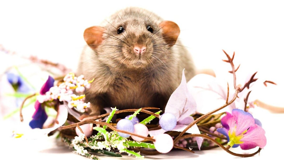 BBC Radio Northampton - Bernie Keith, World rat day: Living with 15 rodents
