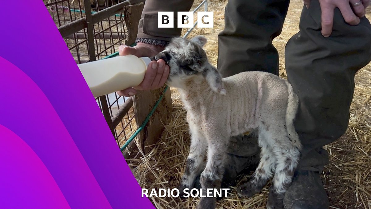 BBC Radio Solent - BBC Radio Solent, Dorset Shepherd delivers 5000 lambs