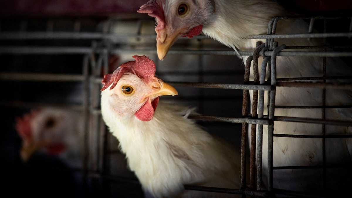 BBC World Service - Newshour, Japan's worst-ever bird flu outbreak