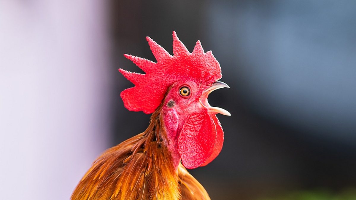 BBC World Service - Newsday, Noisy rooster court dispute