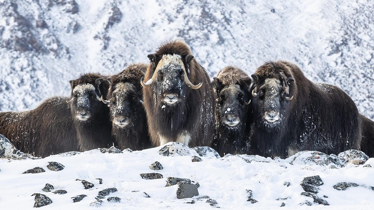BBC One - Our Changing Planet - Filming muskoxen in Arctic Greenland ...