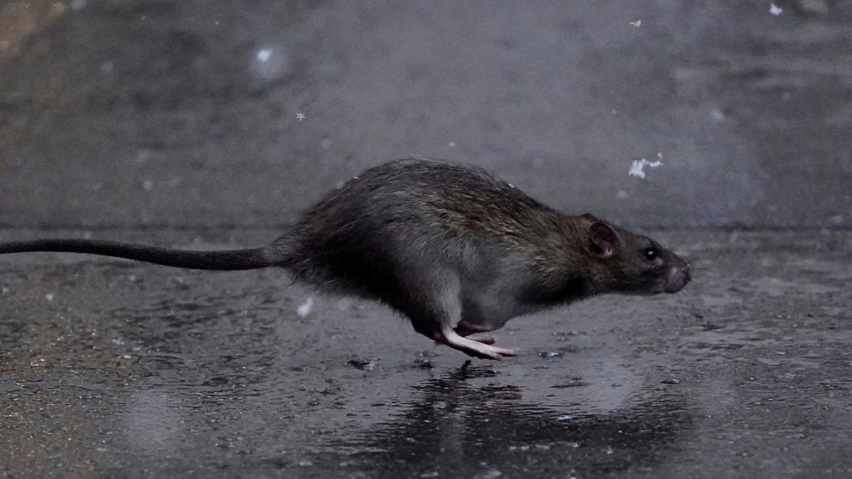 BBC World Service - Newshour, Watch out rodents! New York appoints rat czar