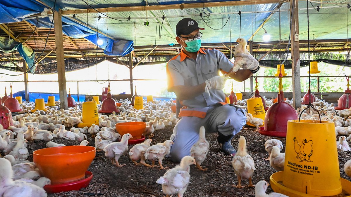 BBC World Service - Science In Action, Bird flu: The global threat