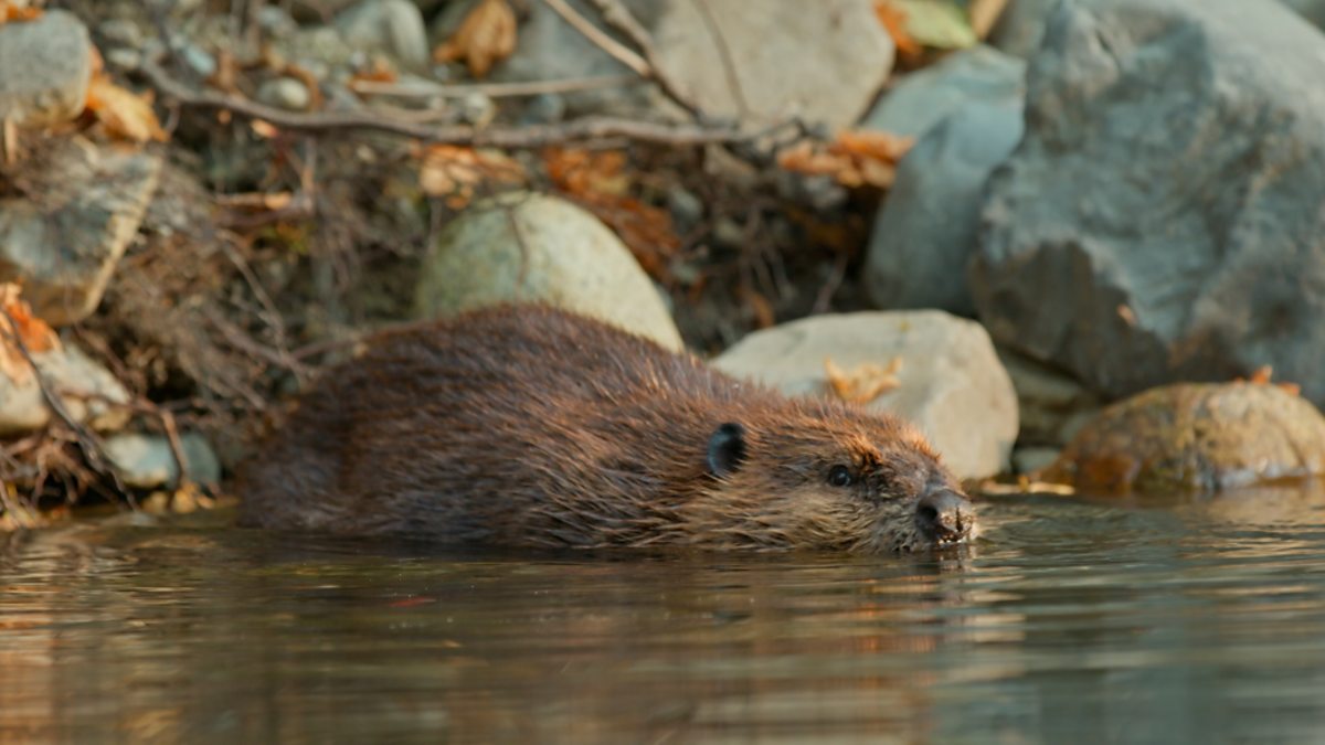 BBC One - Our Changing Planet, Series 2, Episode 1, Beavers could help ...