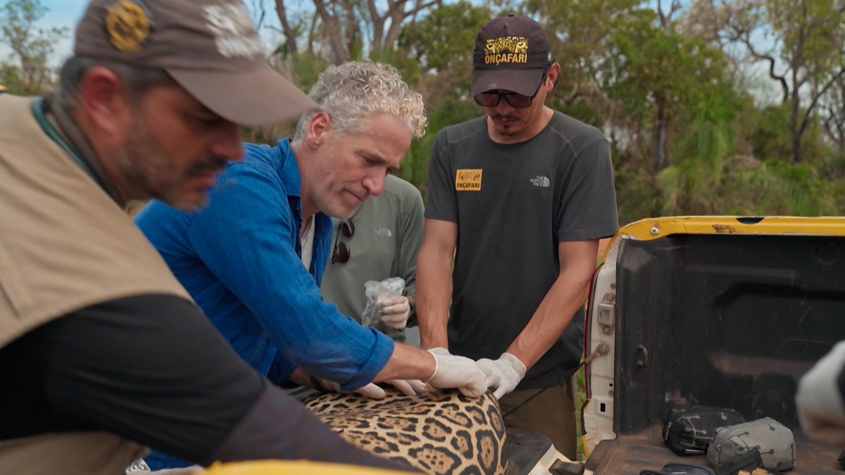 BBC One - Our Changing Planet, Series 2, Episode 2, Collaring a male ...