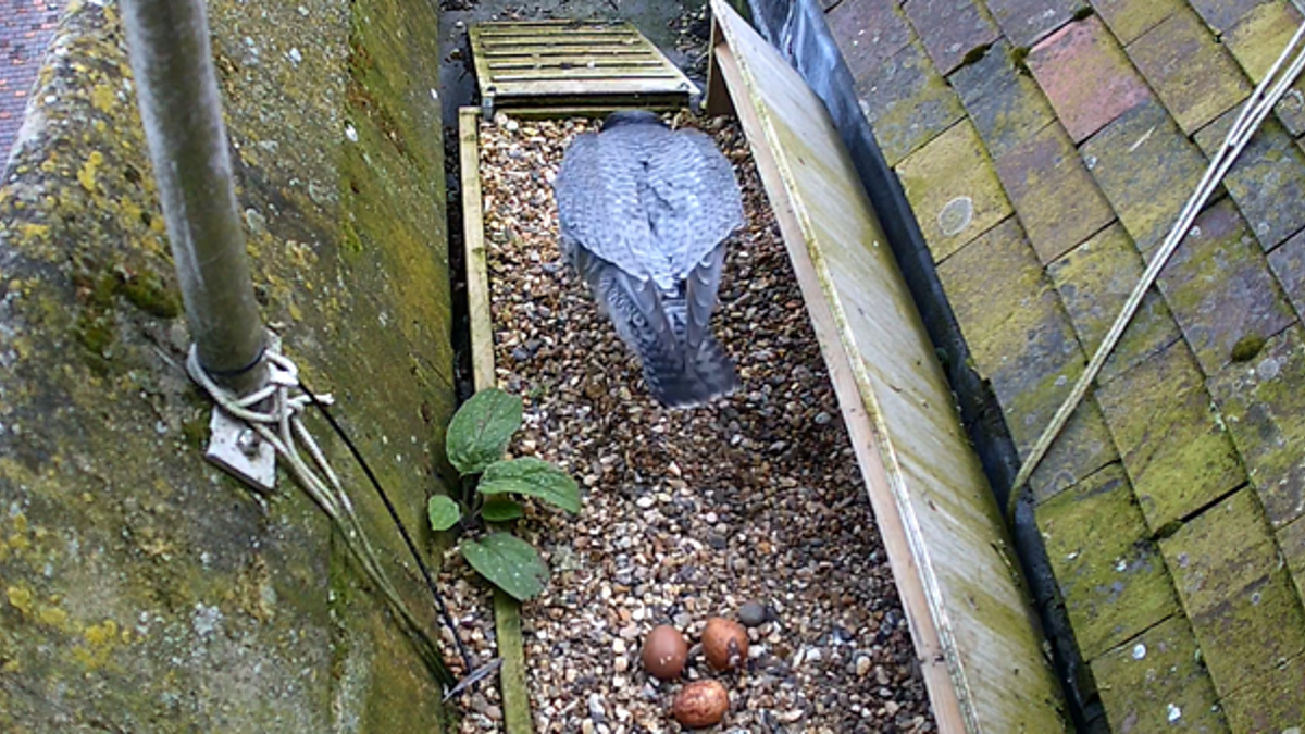 BBC Three Counties Radio - Nighat Arif, What are you celebrating ...