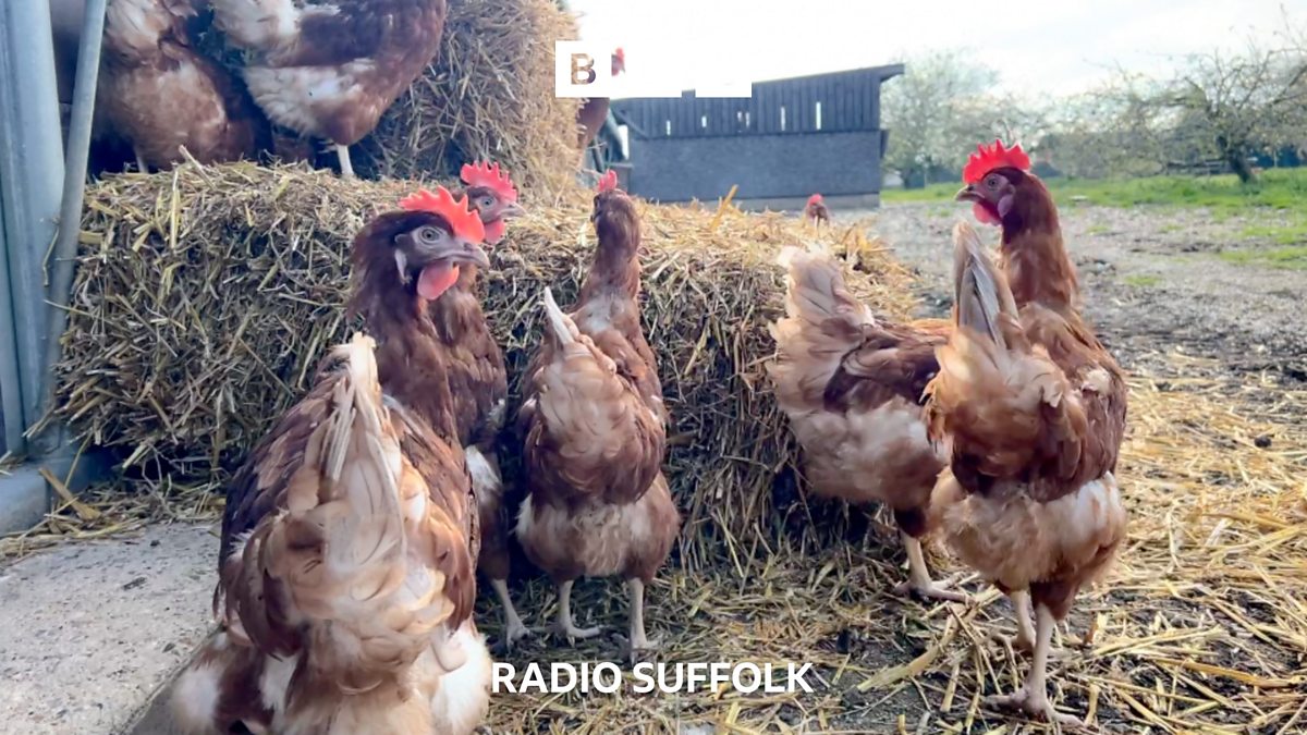 BBC Radio Suffolk - Luke Deal, Chickens let out for first time in six ...