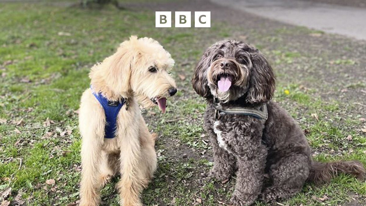 BBC World Service - The History Hour, The history of dogs