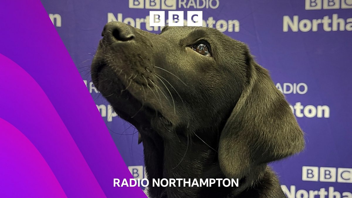 BBC Radio Northampton - BBC Radio Northampton, Fancy adopting a guide ...