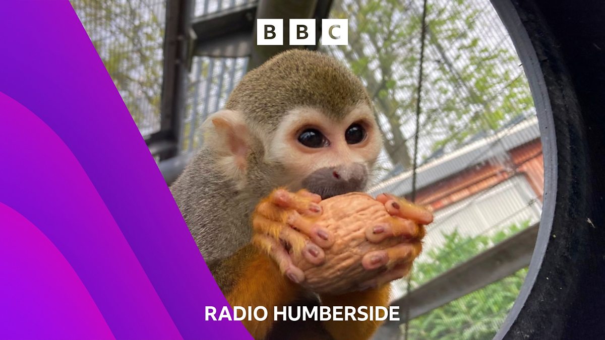 BBC Radio Humberside - BBC Radio Humberside, Up close with Hull's East Park Squirrel monkeys