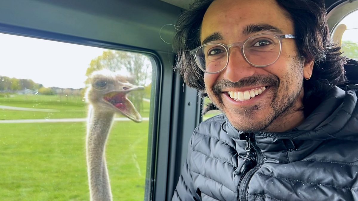 BBC World Service - CrowdScience, What are Ostriches for?