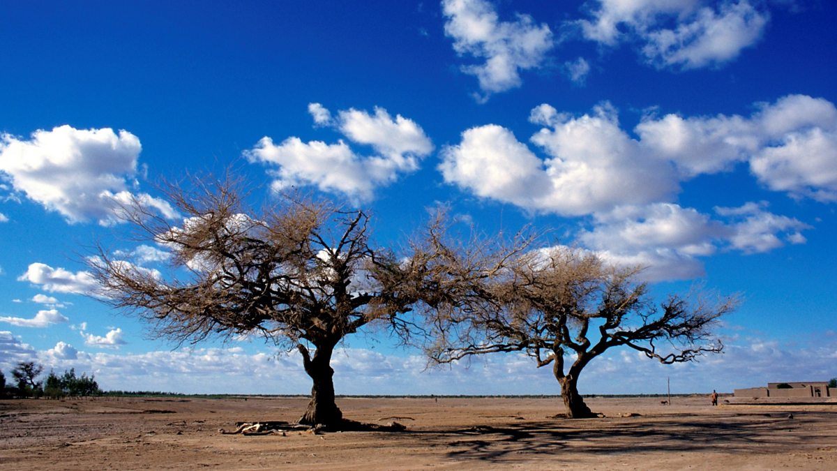 BBC World Service - The Inquiry, Is Africa’s Great Green Wall failing?