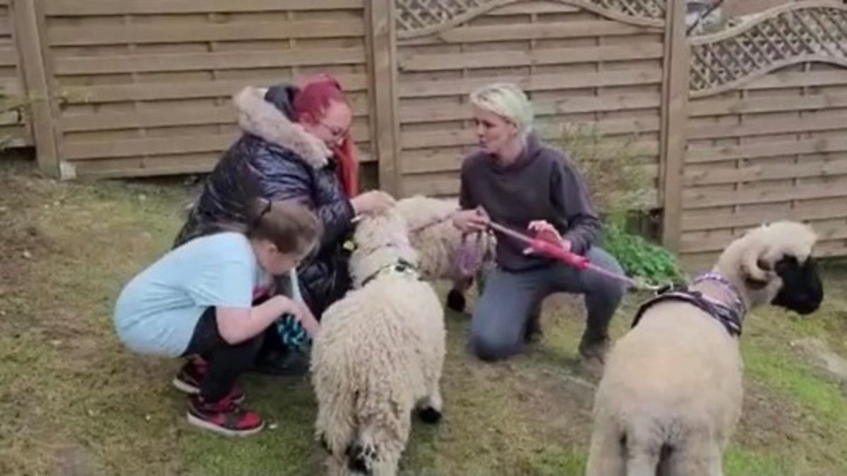 BBC Three Counties Radio - Babs Michel, Eurovision recap and sheep ...