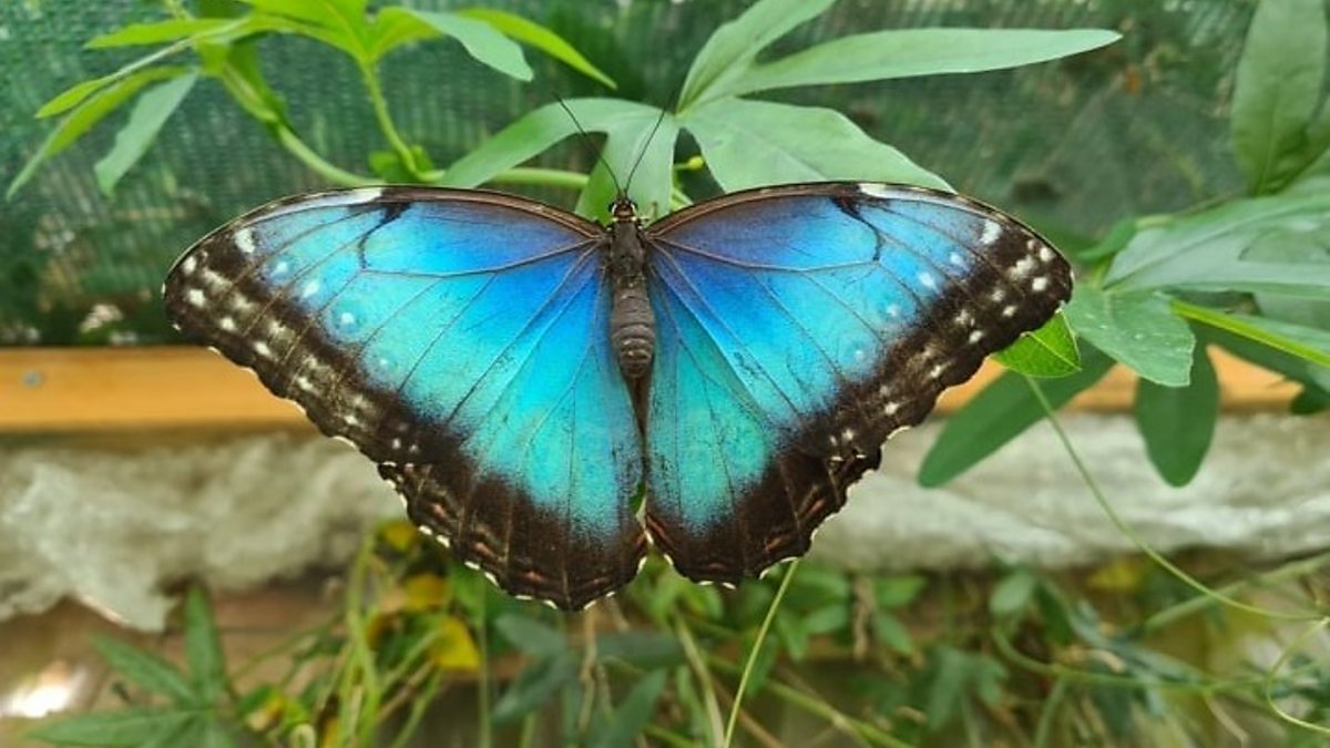 BBC Radio Cornwall - Jack Murley, 20/05/2023, Meet the Butterfly Guy