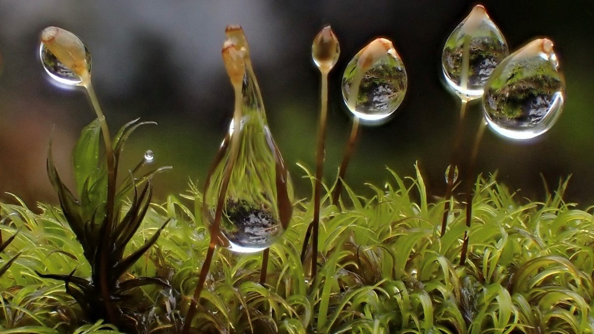 BBC Radio Wales - Country Focus, Bryophytes and Rare Plants, Bryophytes ...