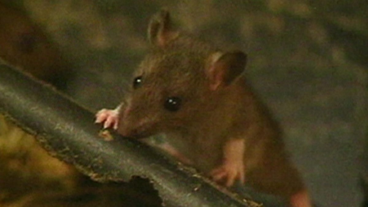 BBC Radio Cornwall - Julie Skentelbery, 17/05/2023, Is there a rat ...