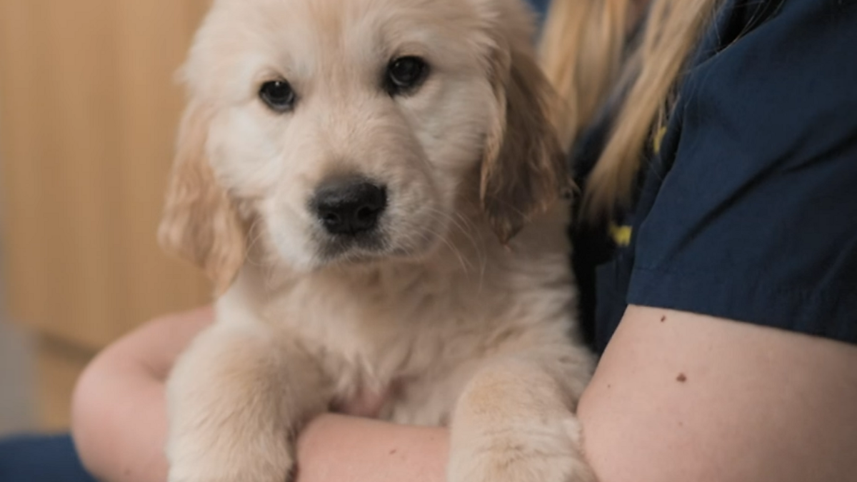 BBC One - The One Show, Guide Dogs