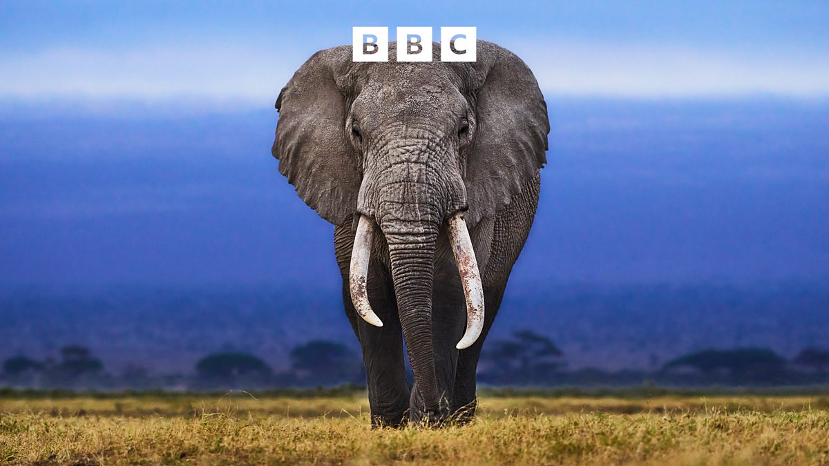 BBC World Service - People Fixing the World, Helping elephants and ...