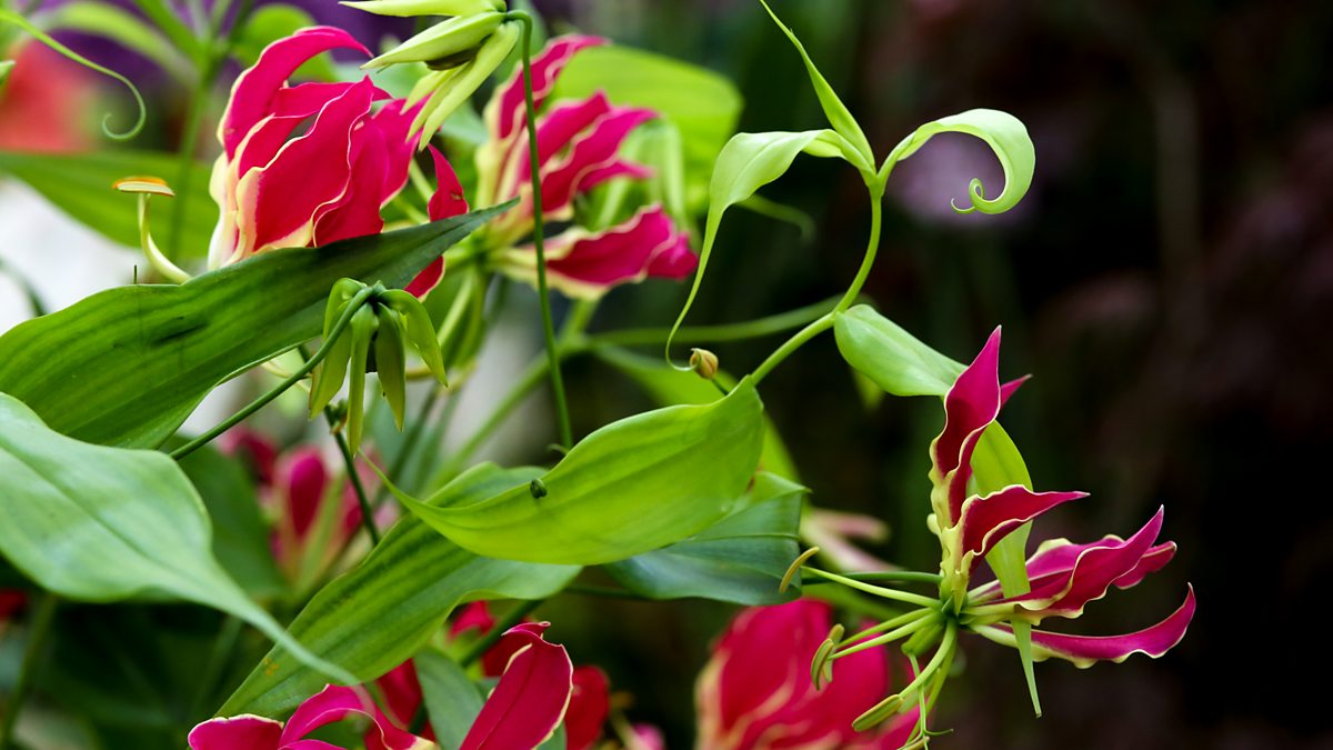 BBC Three Counties Radio - Andy Collins, Let's create our dream garden!, What do plants sound like?