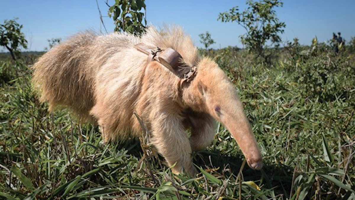 BBC World Service - Newsday, The world’s only known albino giant anteater