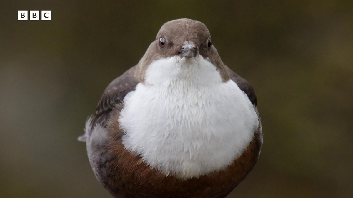 BBC Two - Springwatch, Relax with the sights and sounds of dippers